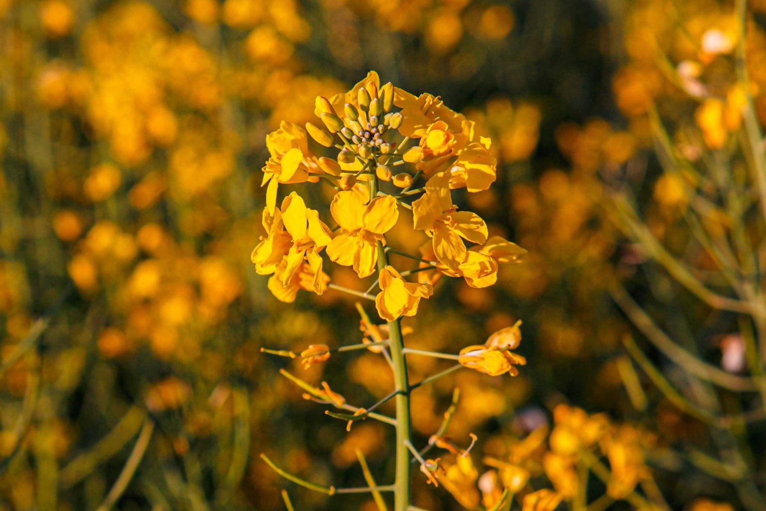 Nuseed Se Asocia Con ADM Para Procesar Canola Omega-3 En Estados Unidos ...