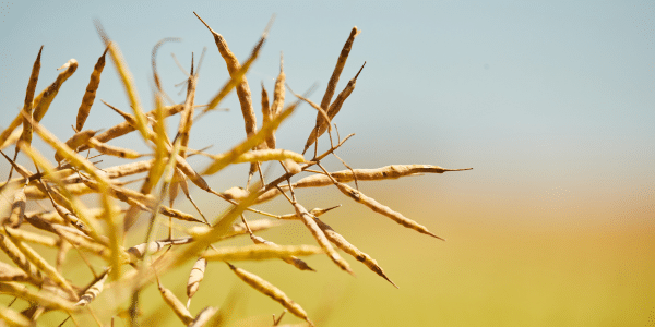 Pod Shatter Tolerance: Our New Testing Methodology | Nuseed Australia Pod Shatter Tolerance: Our New Testing Methodology | Nuseed Australia