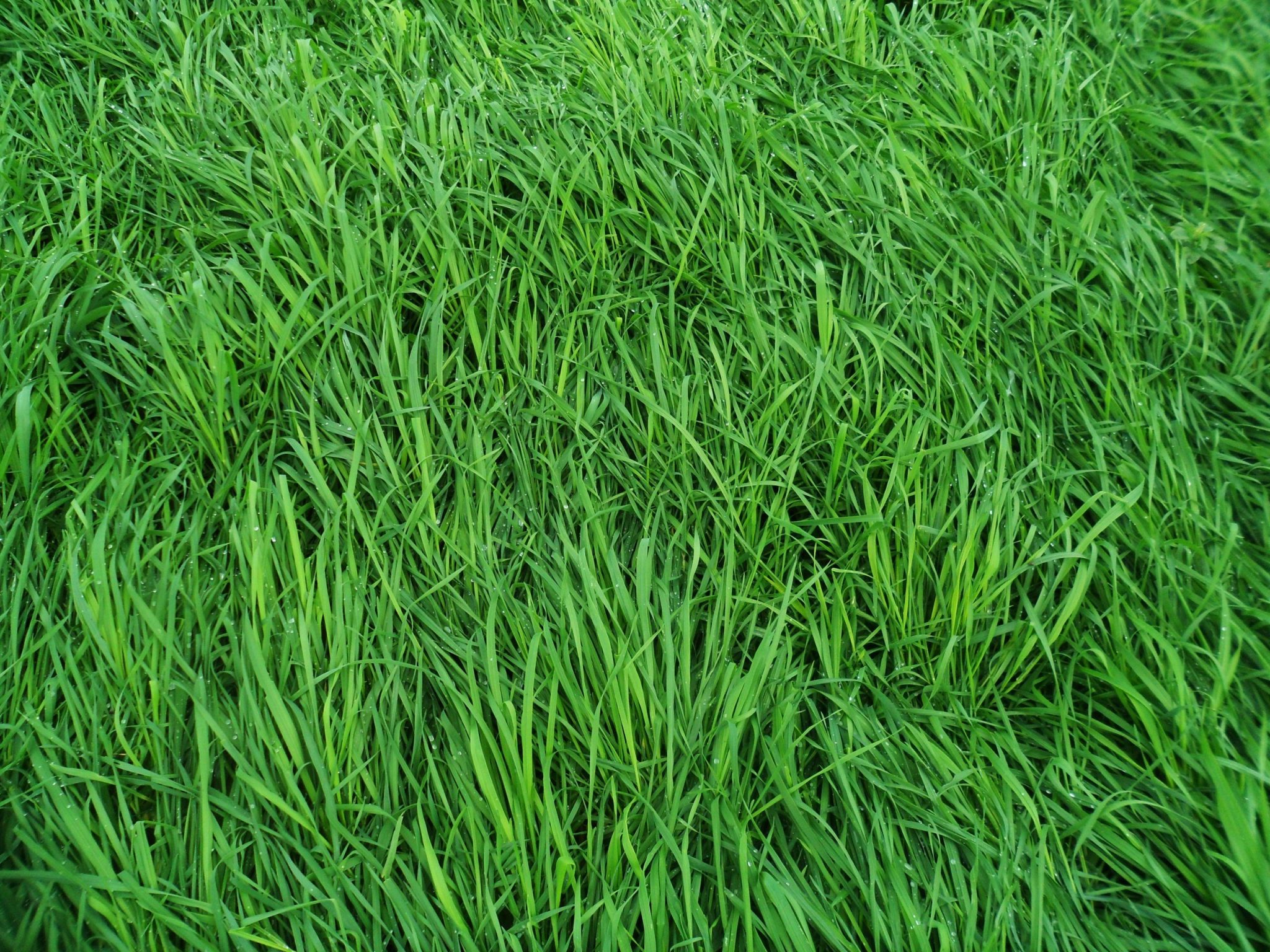 Centeio Temprano, O único Centeio Forrageiro Do Mercado