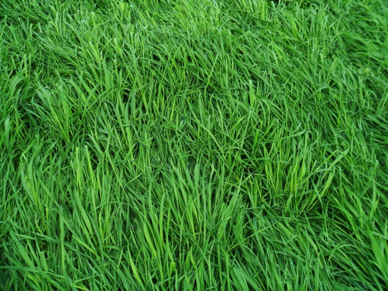 Centeio Temprano, O único Centeio Forrageiro Do Mercado