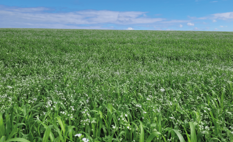 Página Inicial | Nuseed Brazil