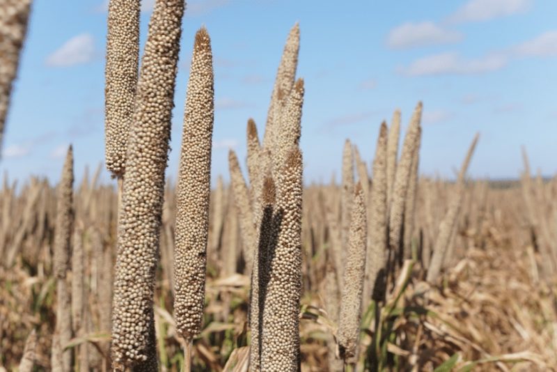 Página Inicial | Nuseed Brazil