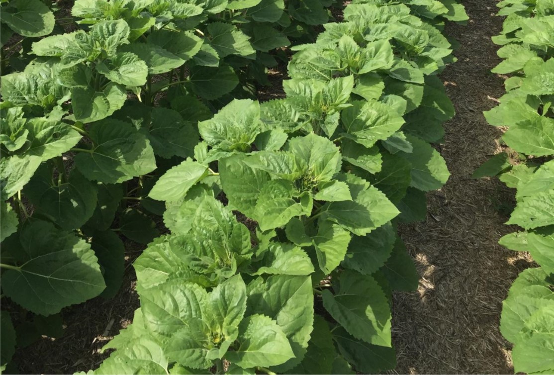 Pre-plant Planning: Crop Rotation | Nuseed Canada