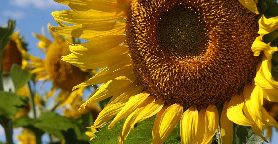 2019 USDA Sunflower Production & Price Estimates | Nuseed Canada