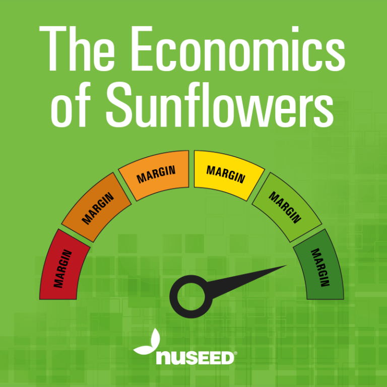 The Economics Of Sunflower Production | Nuseed Europe