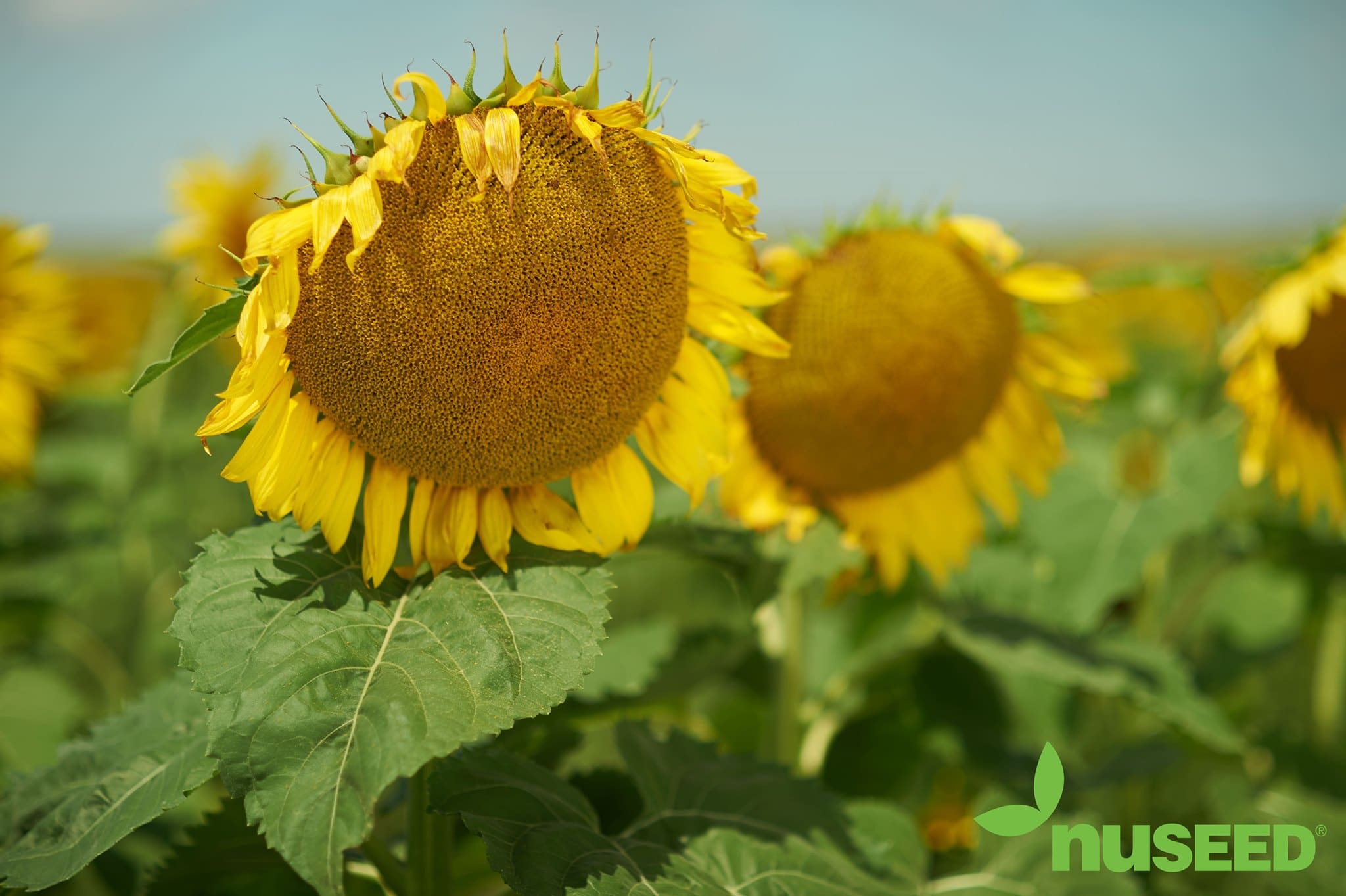 Home | Nuseed Europe