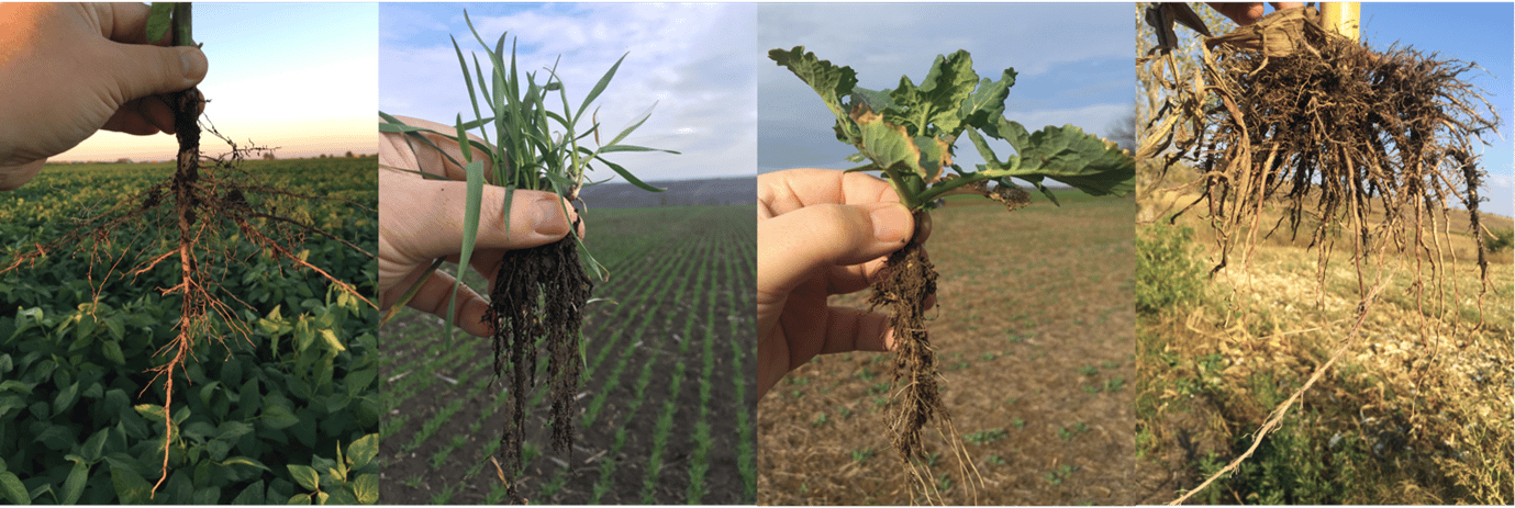 Home | Nuseed Europe