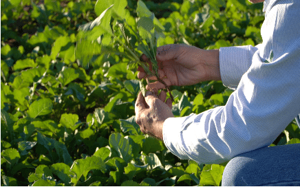 Nujet 350 | Nuseed Europe