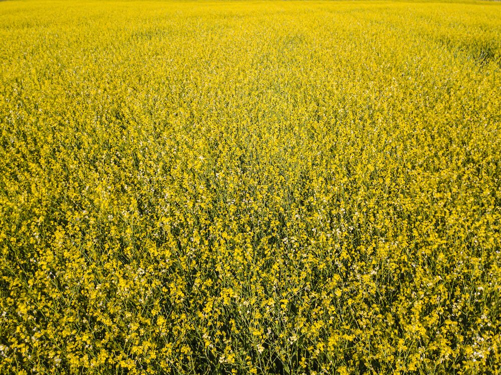 Nujet 350 | Nuseed Europe