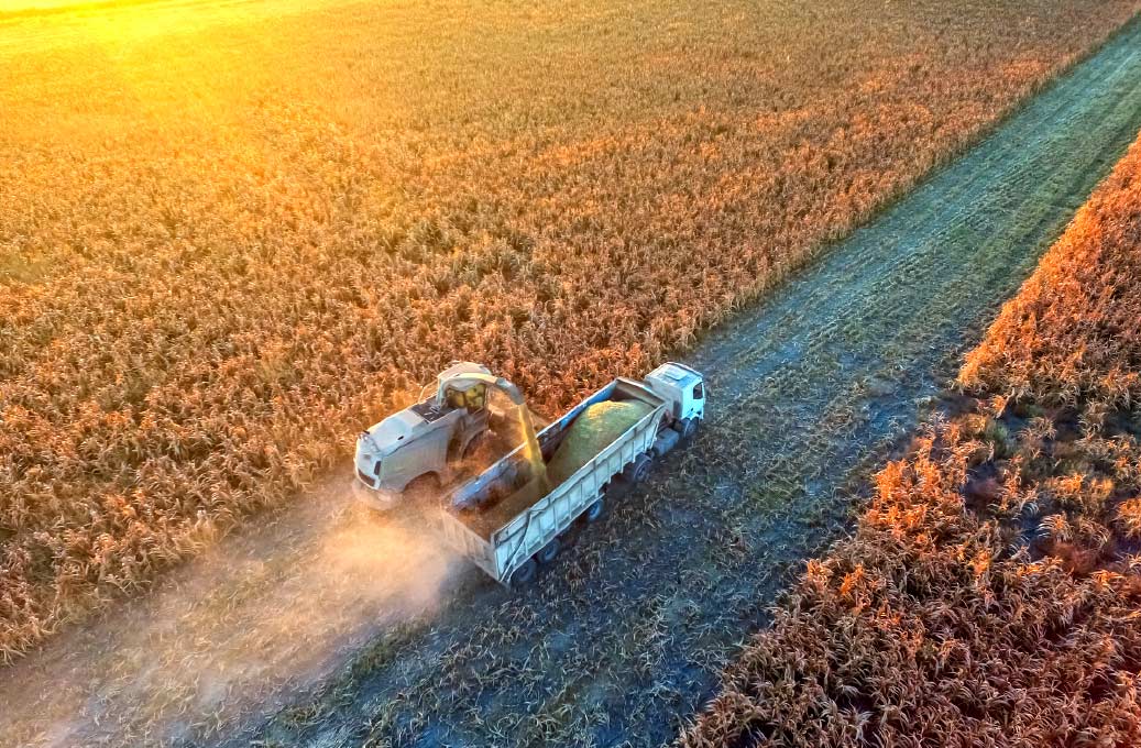 Ghid Pentru Recoltare Sorg Si Depozitare Eficienta A Boabelor