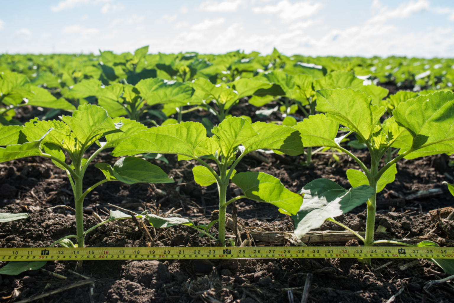 Before Planting Sunflowers Checklist | Nufarm Seeds NA