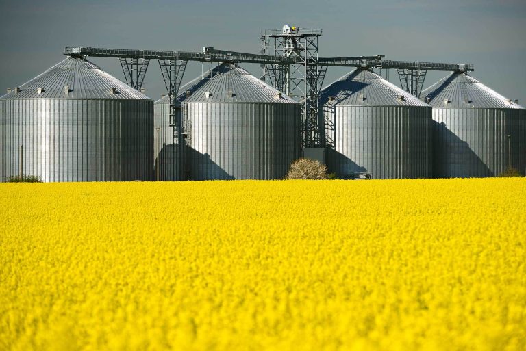 Canola | Nufarm Seeds NA