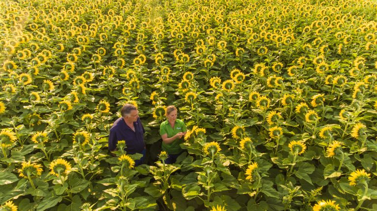 Sunflower | Nufarm Seeds NA