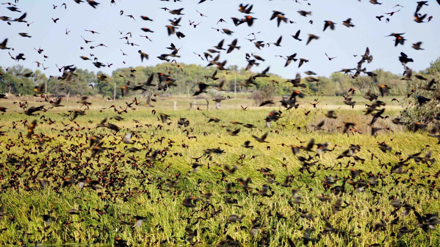 Fly Away Home - Cannon Use Research For Deterring Blackbirds | Nufarm ...