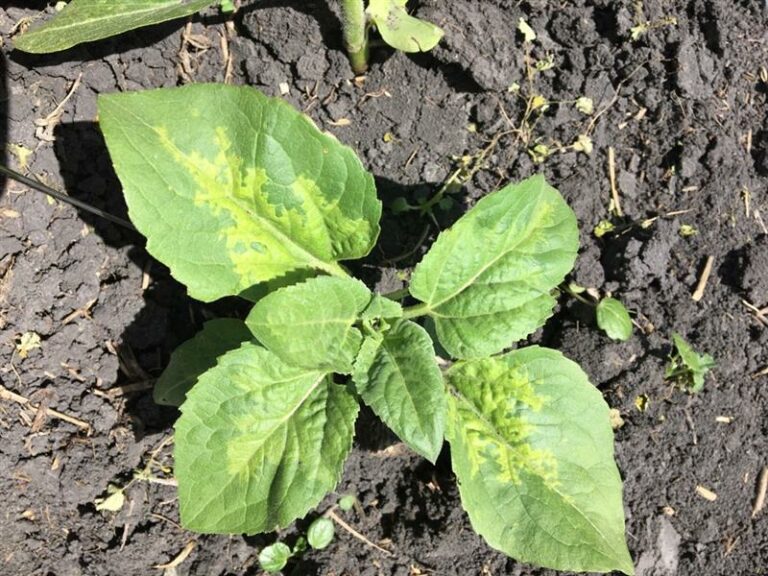 Spring Sunflower Boot Camp: Early Season Diseases | Nufarm Seeds NA