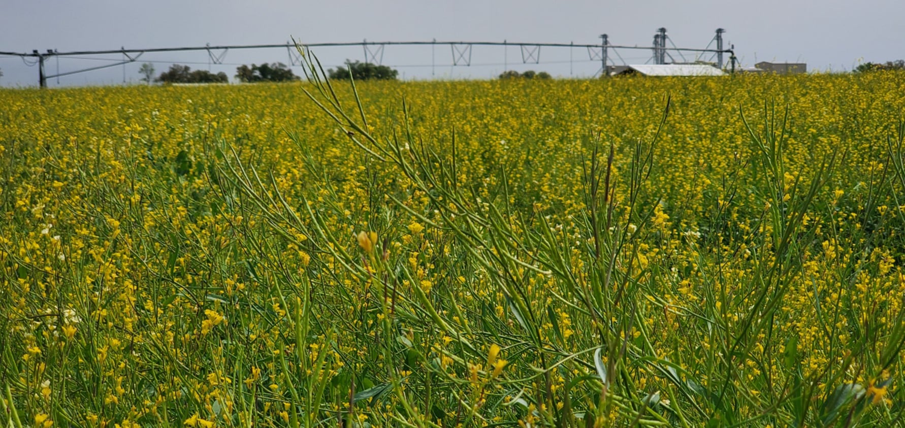 New Contributor To The Bright Future Of Nuseed Carinata | Nuseed USA