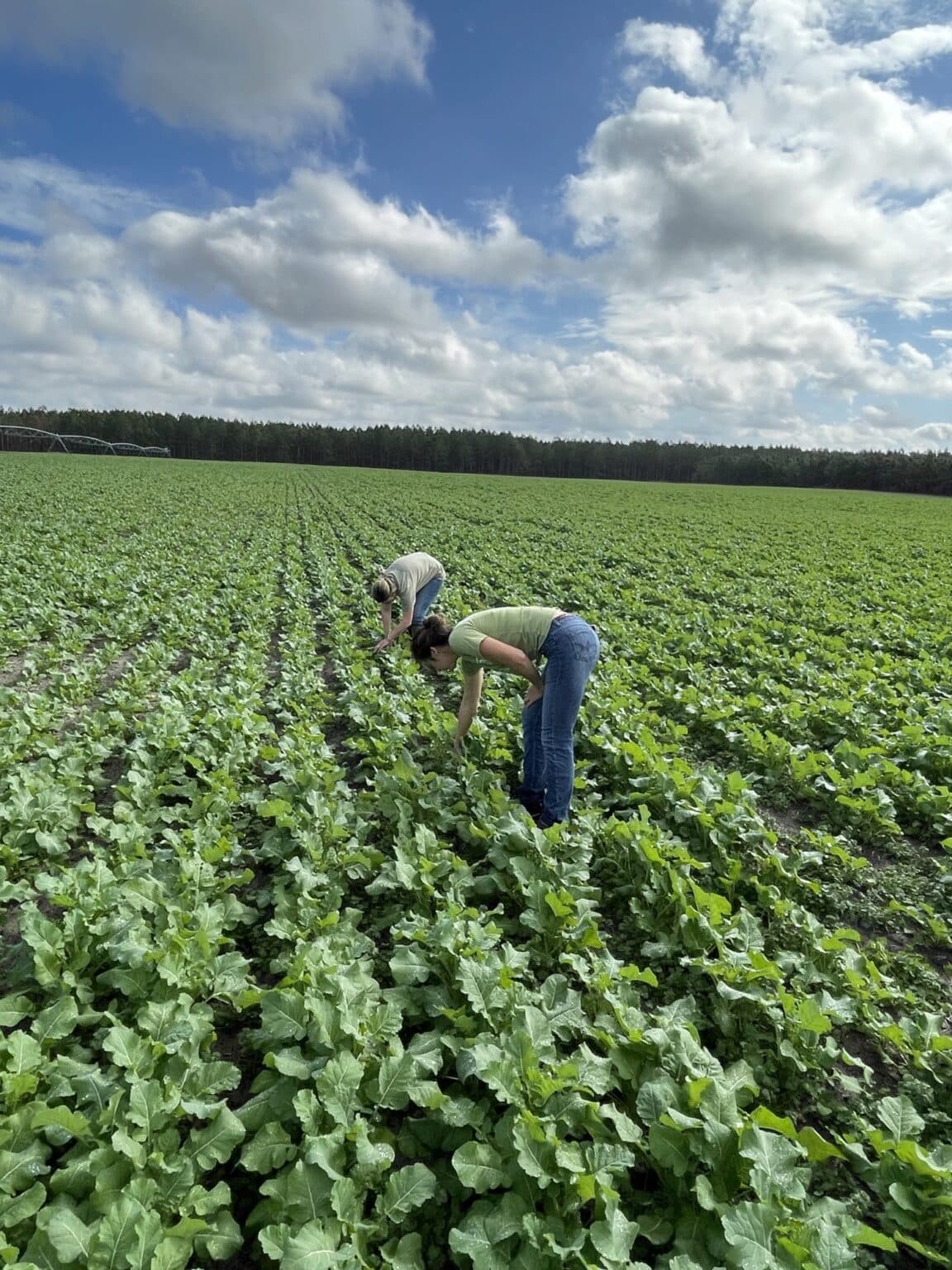 Cover Crop Benefits From Nuseed Carinata | Nuseed USA