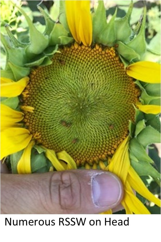 Red Sunflower Seed Weevil Scouting | Nufarm Seeds NA