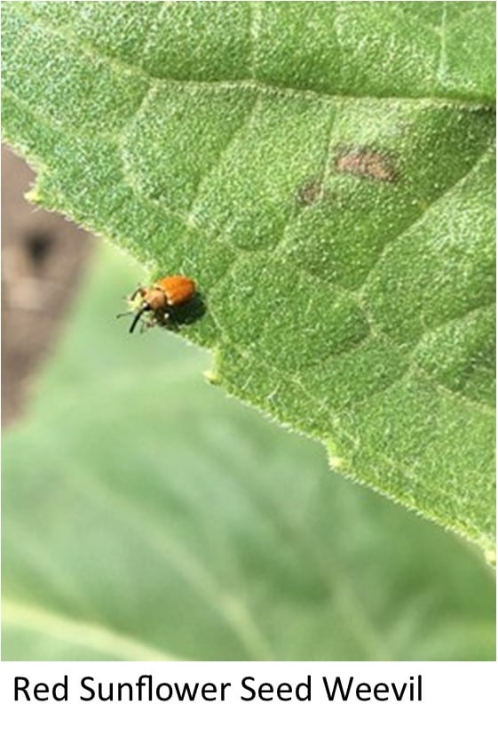 Red Sunflower Seed Weevil Scouting | Nufarm Seeds NA