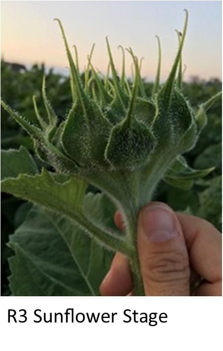 Scouting Fields For Banded Sunflower Moths | Nufarm Seeds NA