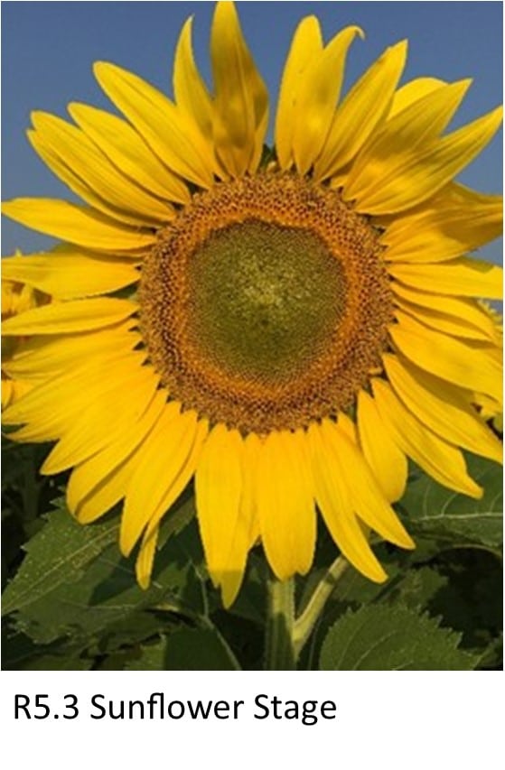 Red Sunflower Seed Weevil Scouting | Nufarm Seeds NA