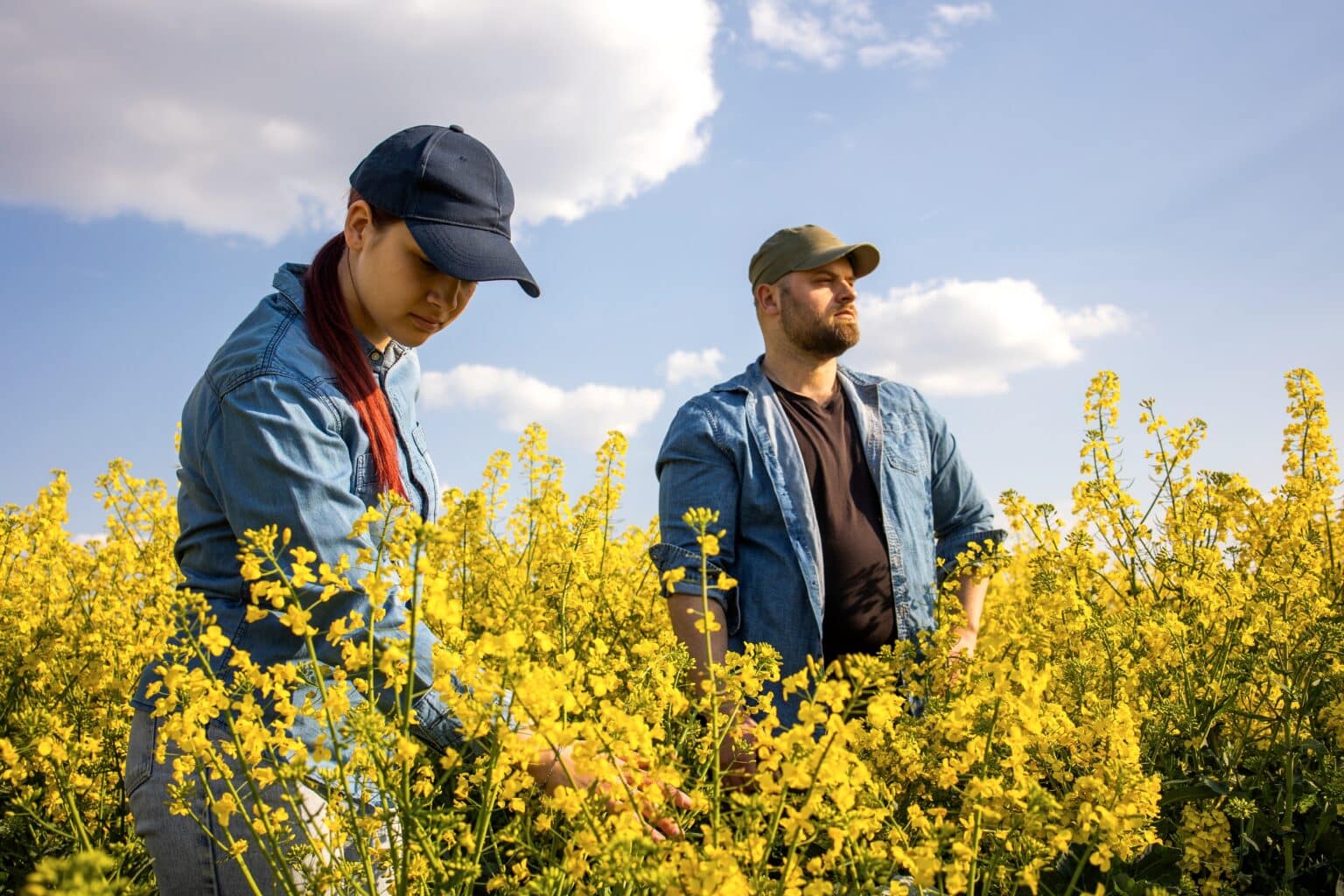 What Is The Nuseed Omega-3 Canola Production System And Its Benefits ...