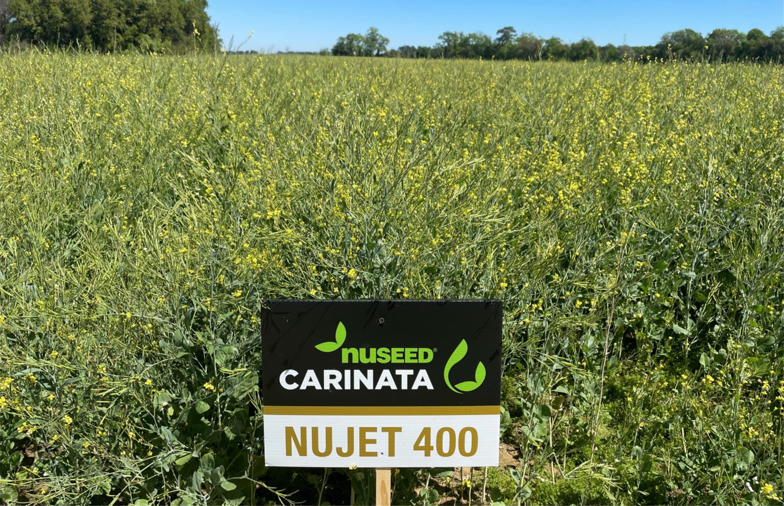 Nuseed Carinata Frost Resilience Put To The Test | Nufarm Seeds NA