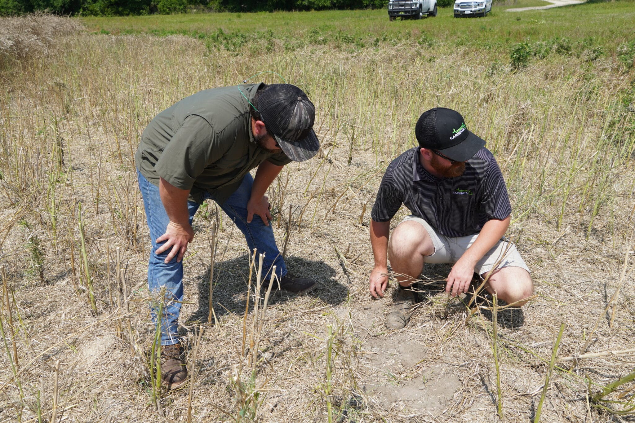 Nuseed Carinata: Growing Success With Local Support | Nufarm Seeds NA