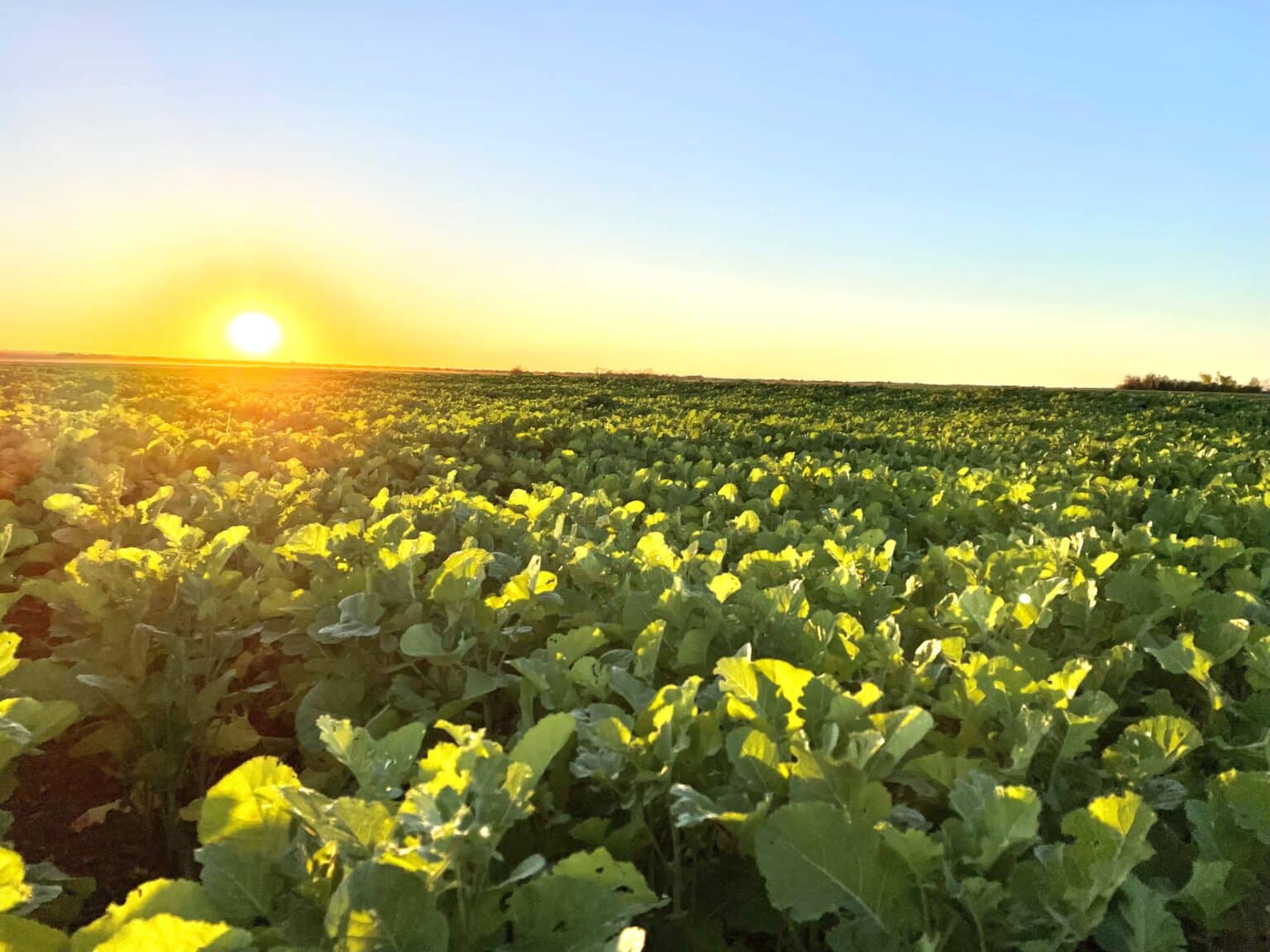 Three Cheers & Years For Nuseed Carinata U.S. Contract Production ...