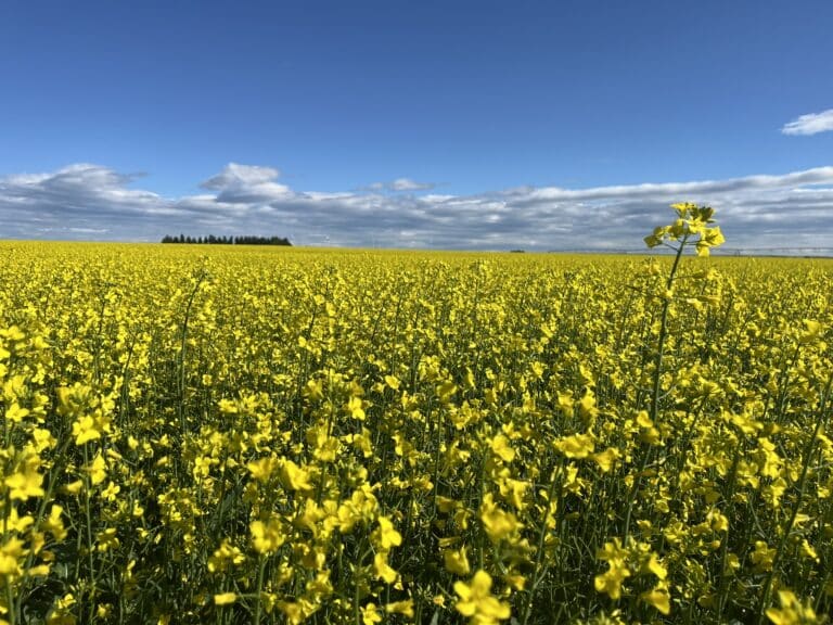 Omega3 Grower Meeting | Nufarm Seeds NA