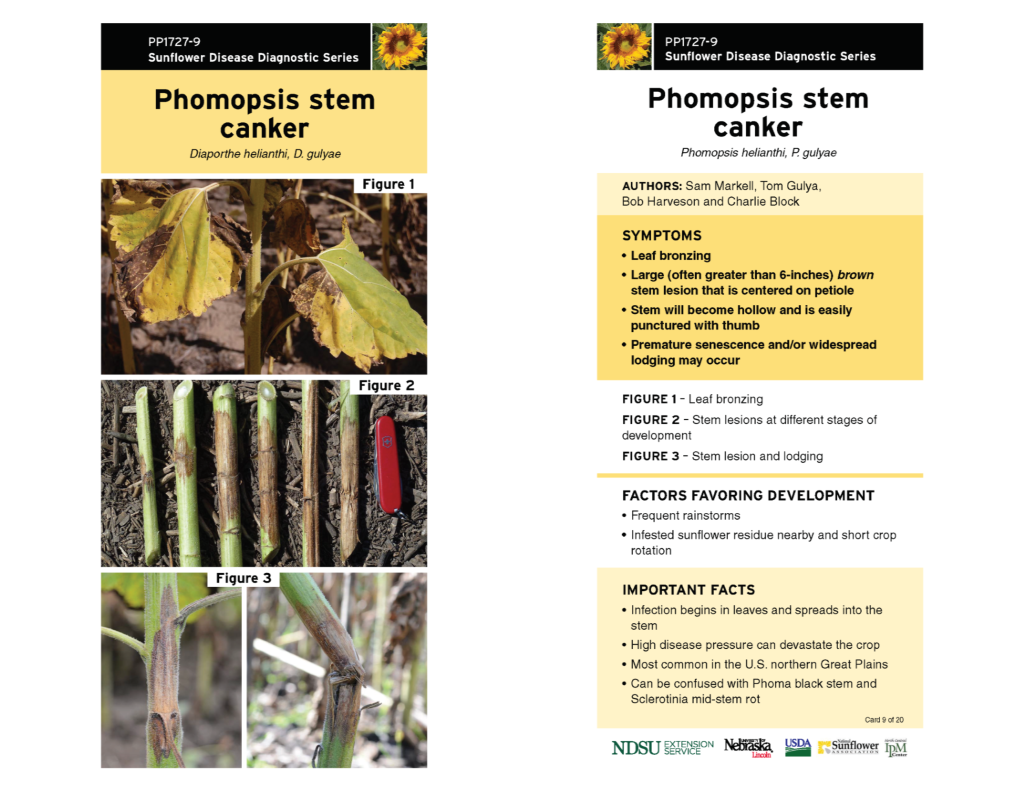In-Season: Managing Phomopsis Stem Canker - Nuseed U.S.
