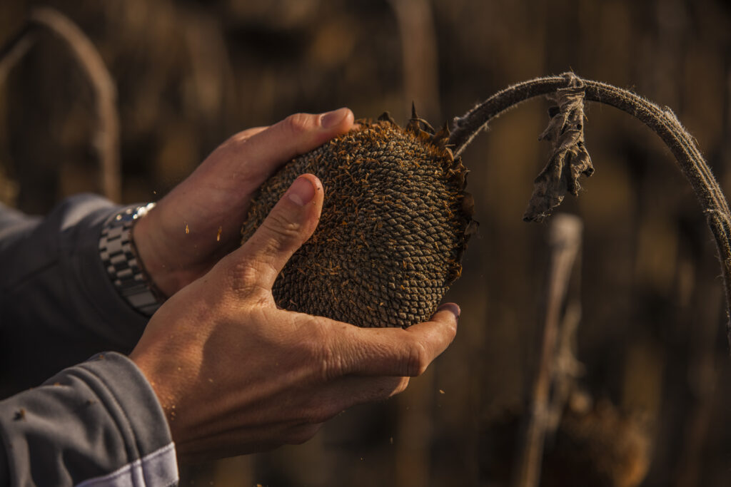 Pre-Harvest: Desiccate For Earlier Harvest - Nuseed U.S.