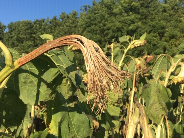 Year of Sclerotinia Head Rot - Nuseed U.S.