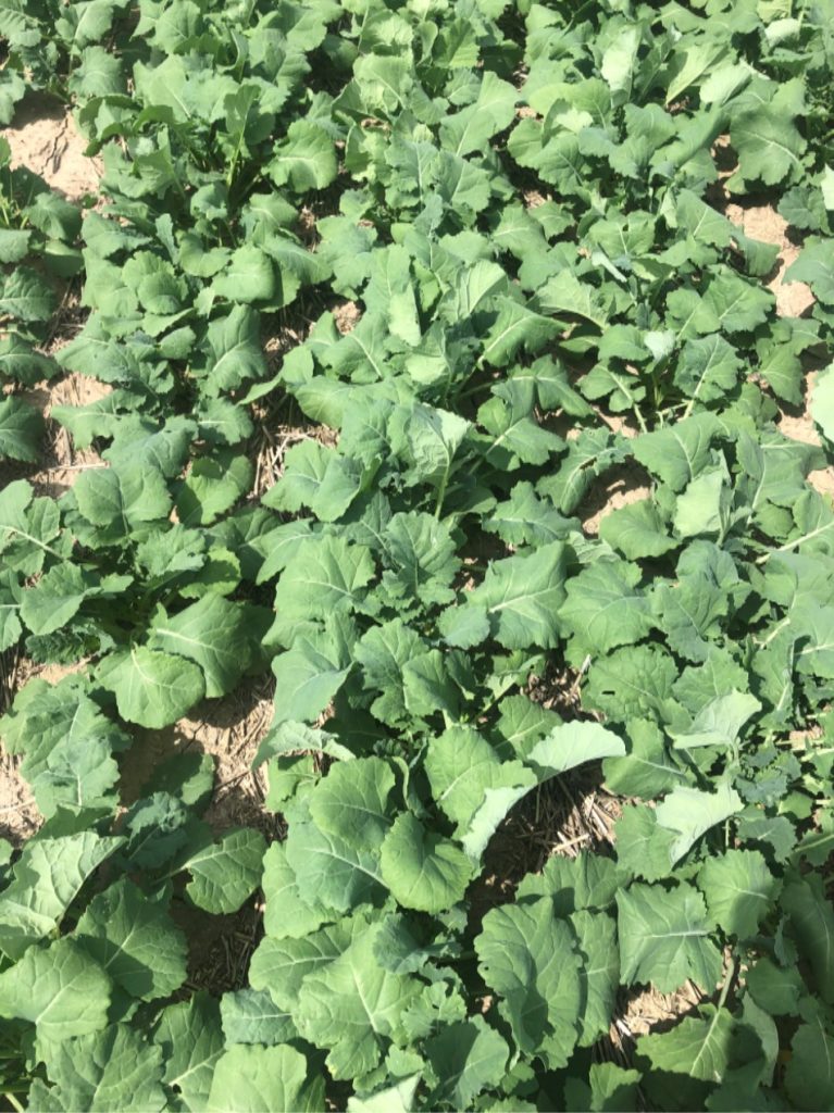 MT Omega-3 Canola Update - Nuseed U.S.