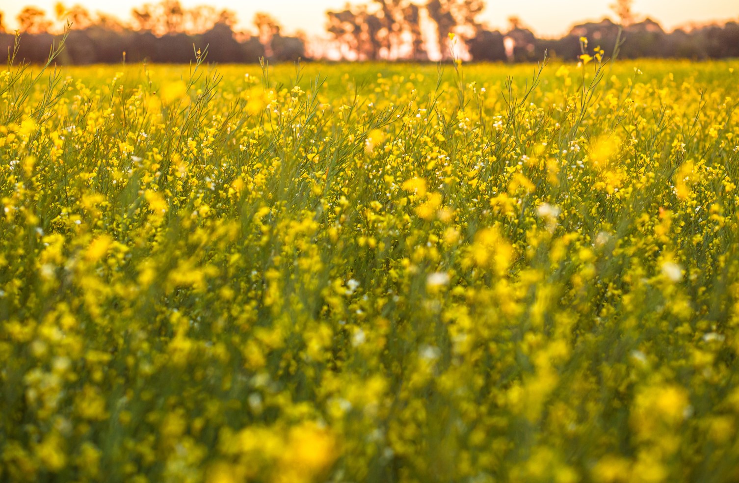 Breeding The Core Crops – Carinata