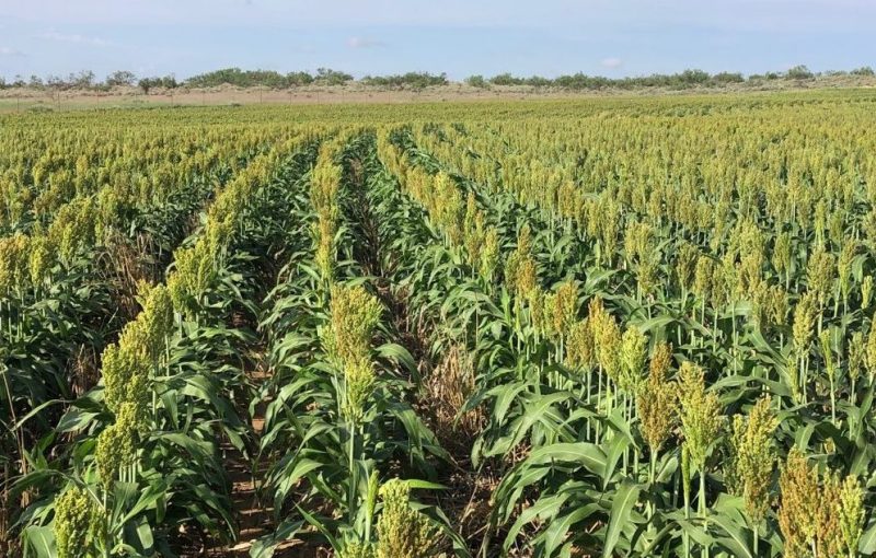 Top quality parent seed for highest quality hybrids | Nuseed Global