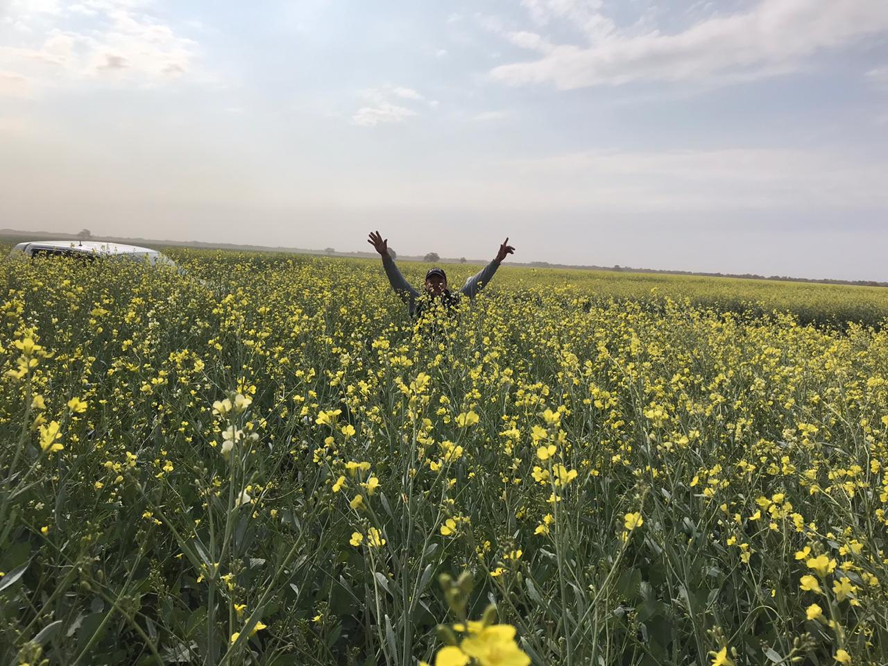 Carinata growers in Argentina are carbon stewards - Nuseed