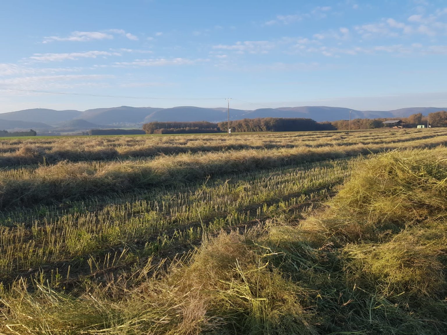 Nuseed Carinata advances with R&D harvest in France - Nuseed