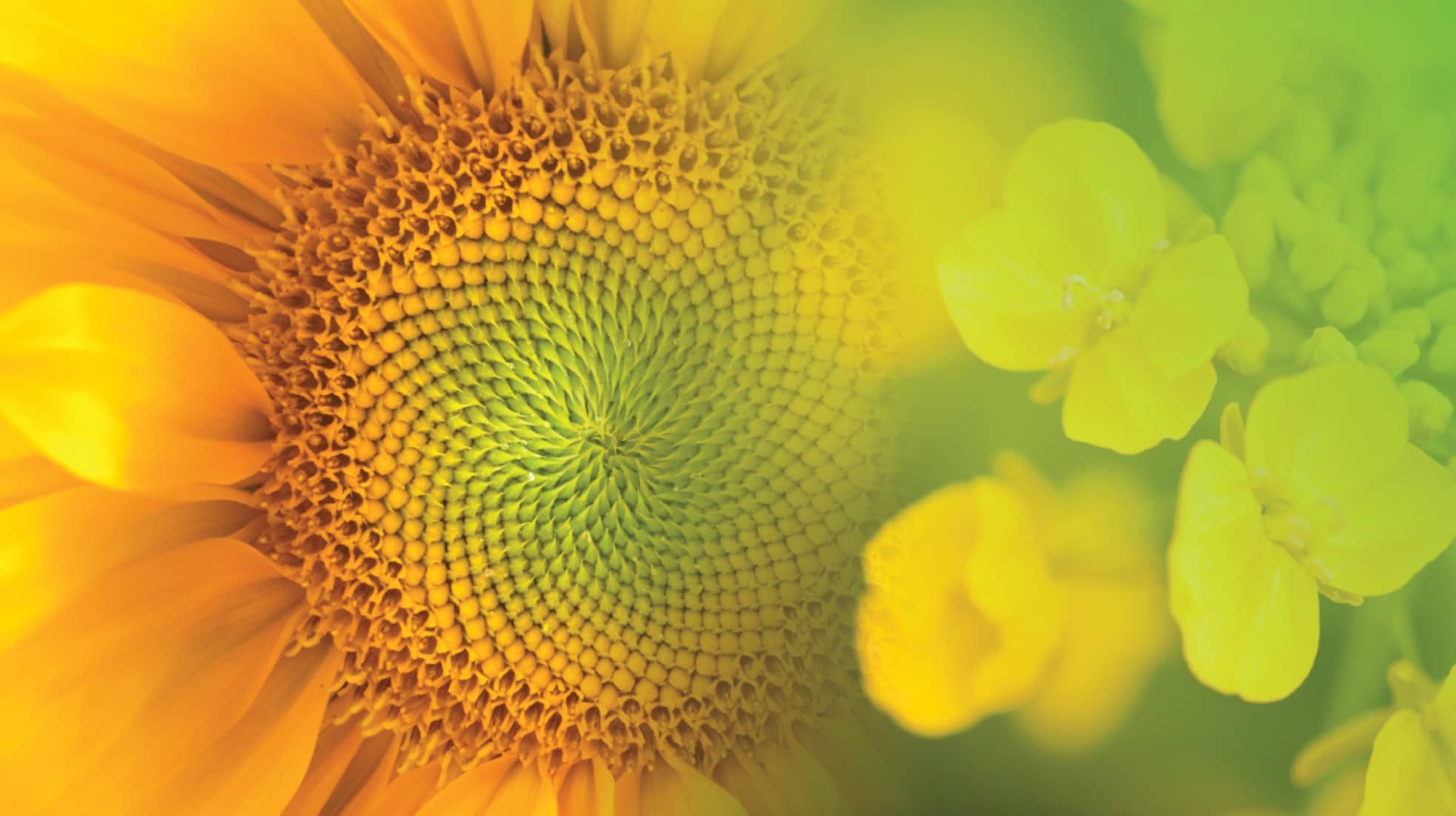 Announcements Archives | Nuseed Global