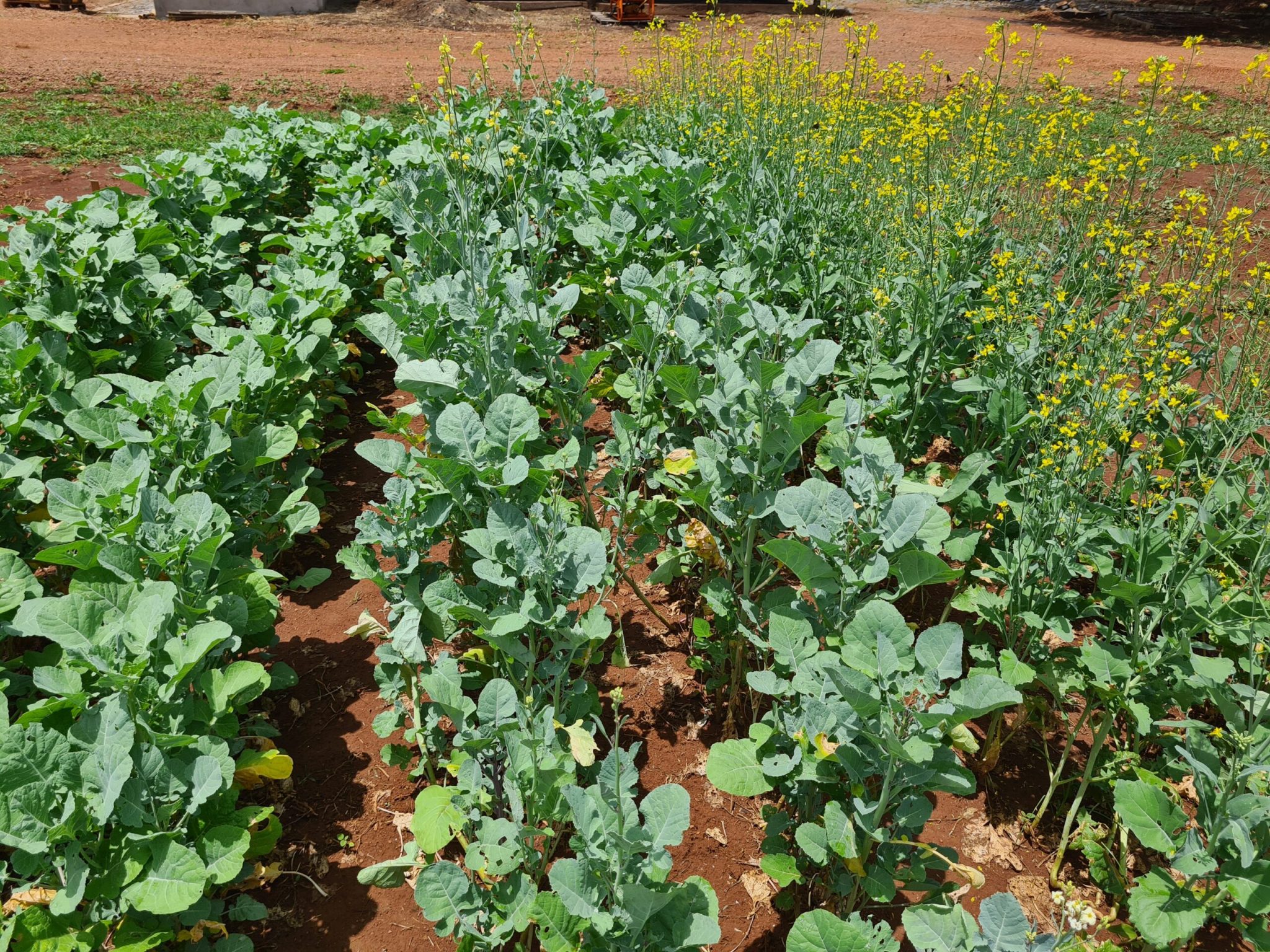 Nuseed Carinata development program expands to Brazil | Nuseed Global