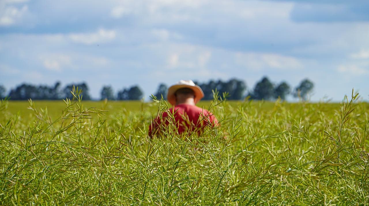 Nuseed Carinata | Nuseed Global