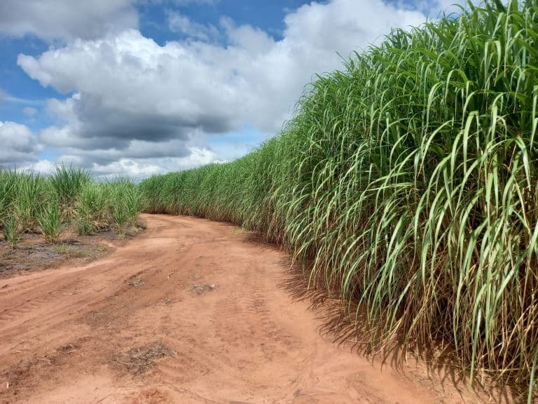 Home | Nuseed Global