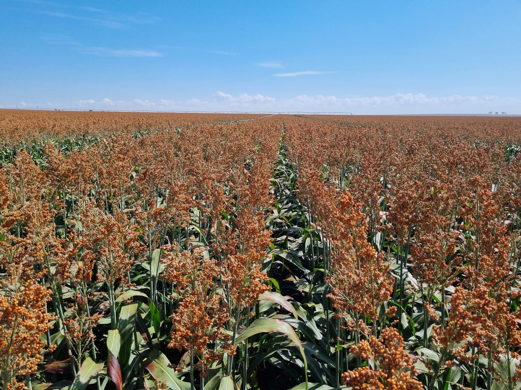 High expectations for the Next Brazil Sorghum Crop | Nuseed Global