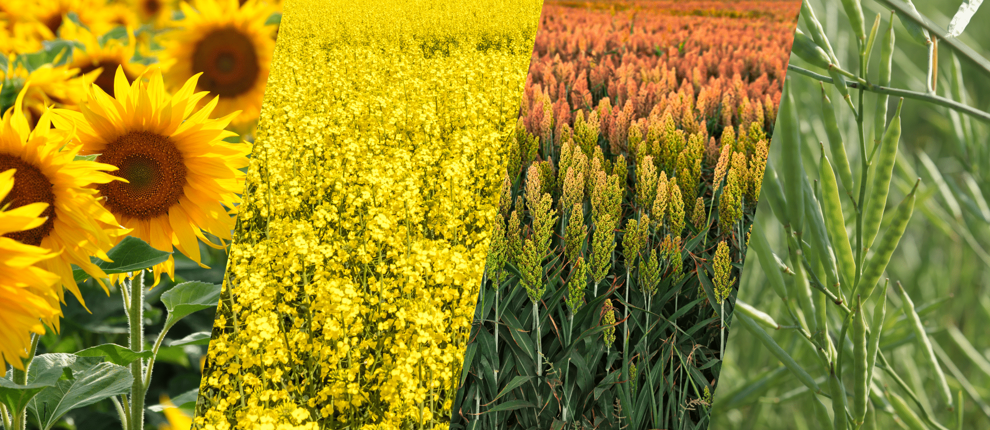 Nufarm & Nuseed in the news – Cover story in Agribusiness Review ...