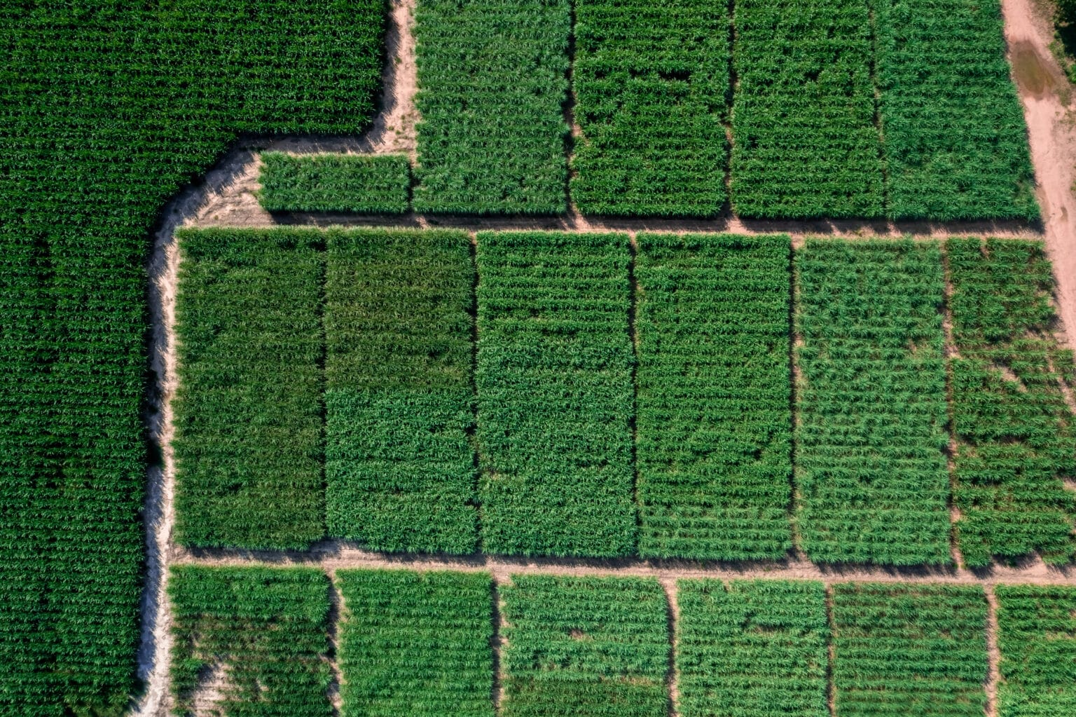 Home | Nuseed Global