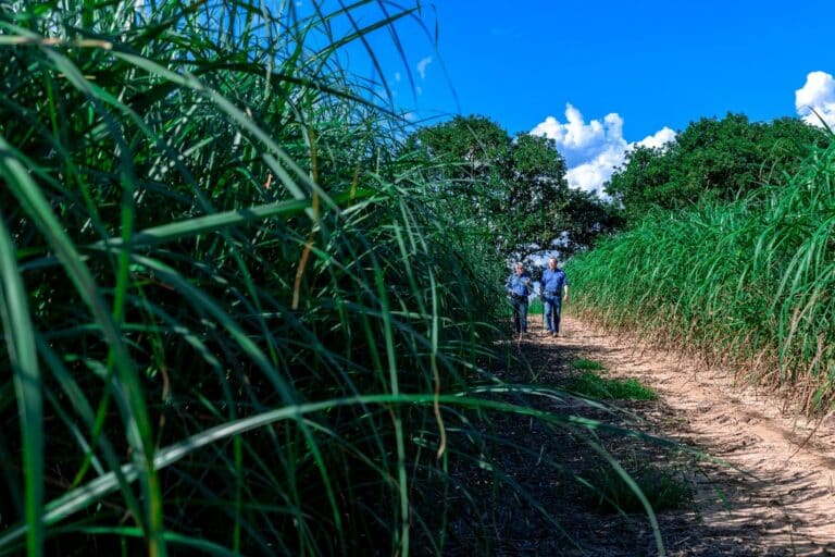 Nuseed announces the establishment of strategic R&D partnerships to ...