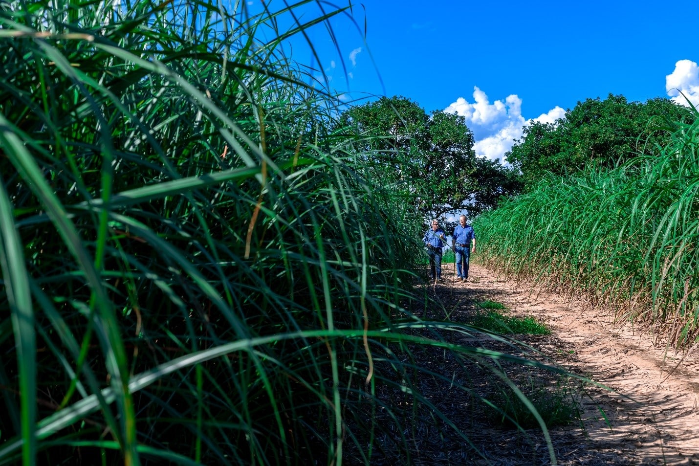 Nuseed announces the establishment of strategic R&D partnerships to ...