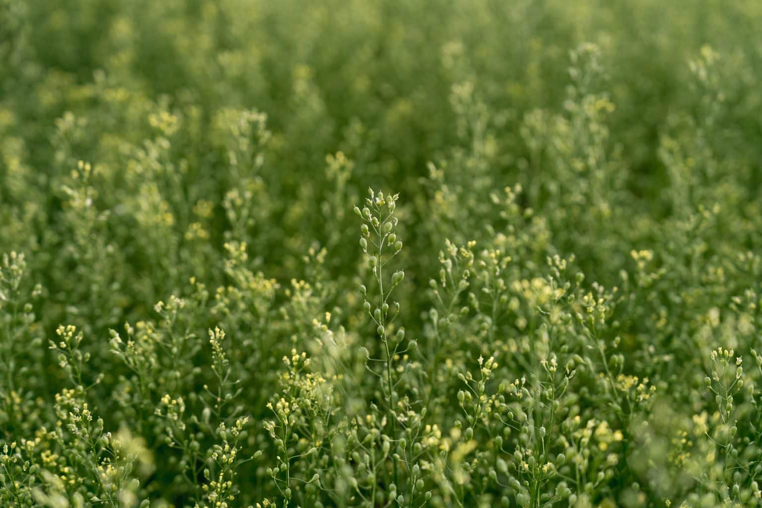 Home | Nuseed Global